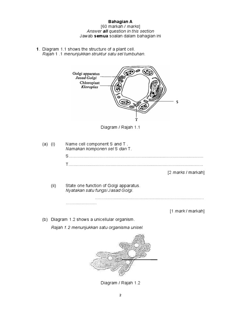 Kertas 2 Biologi PPT F4 | PDF