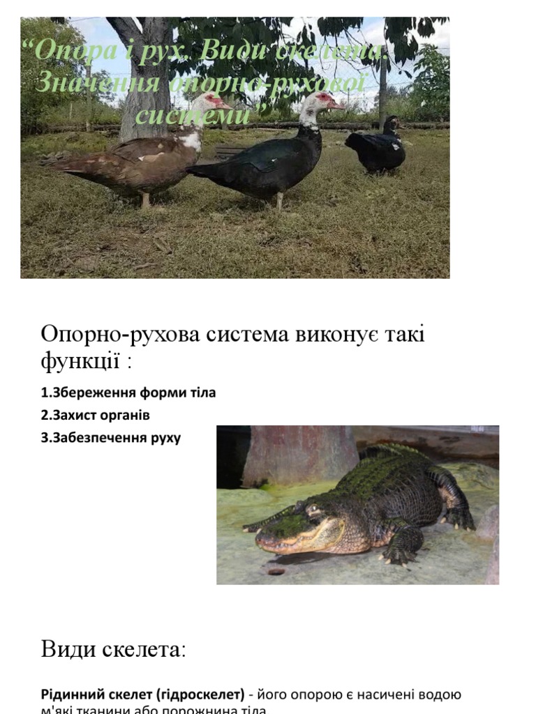 Презентация Microsoft PowerPoint | PDF