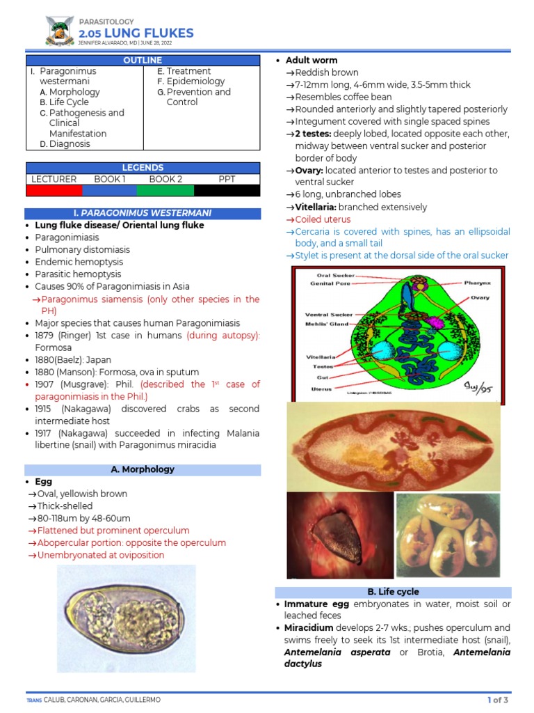 Lung Flukes: Paragonimus Westermani Guide | PDF | Causes Of Death ...