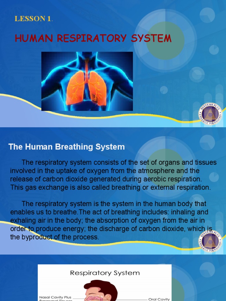 Overview of the Human Respiratory System | PDF | Respiratory Tract | Lung