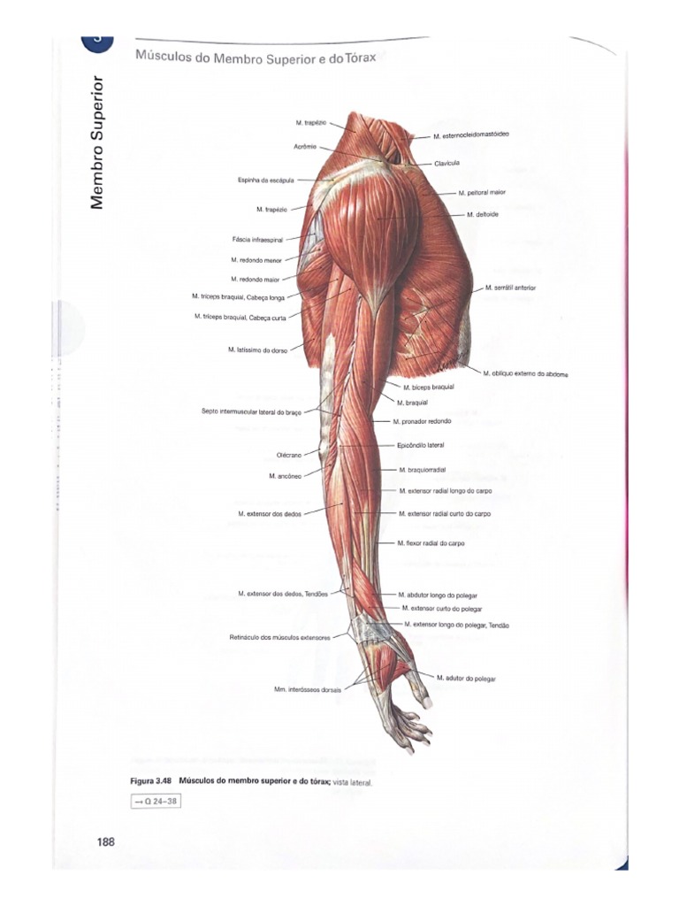 Diagrama Muscular Do Membro Superior Músculos Membros Superiores