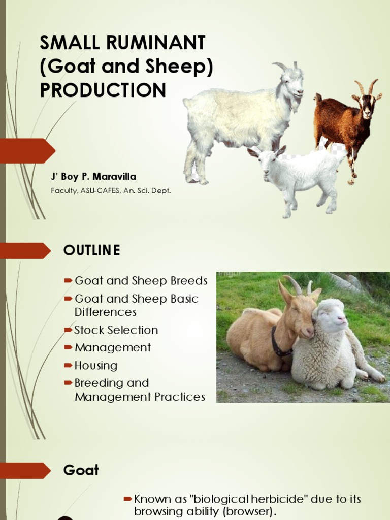 Small Ruminant Production Guide | PDF | Sheep | Goat