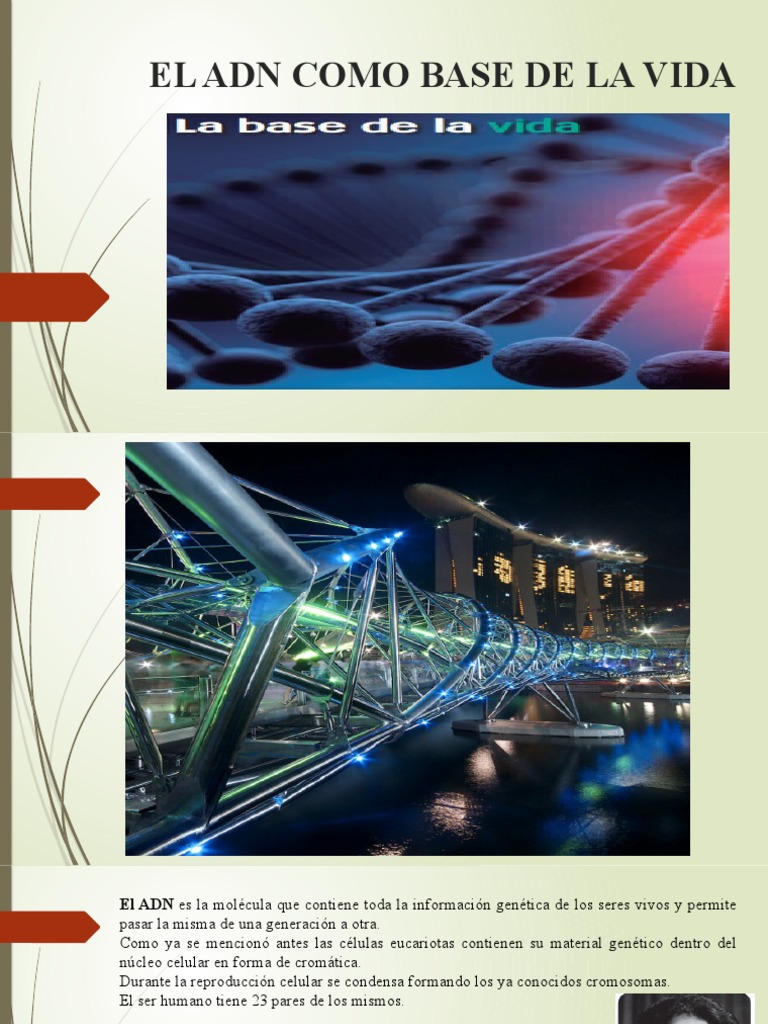 El Adn Como Base de La Vida - Semana 7 de Biologia 2do | PDF | Adn | Rna