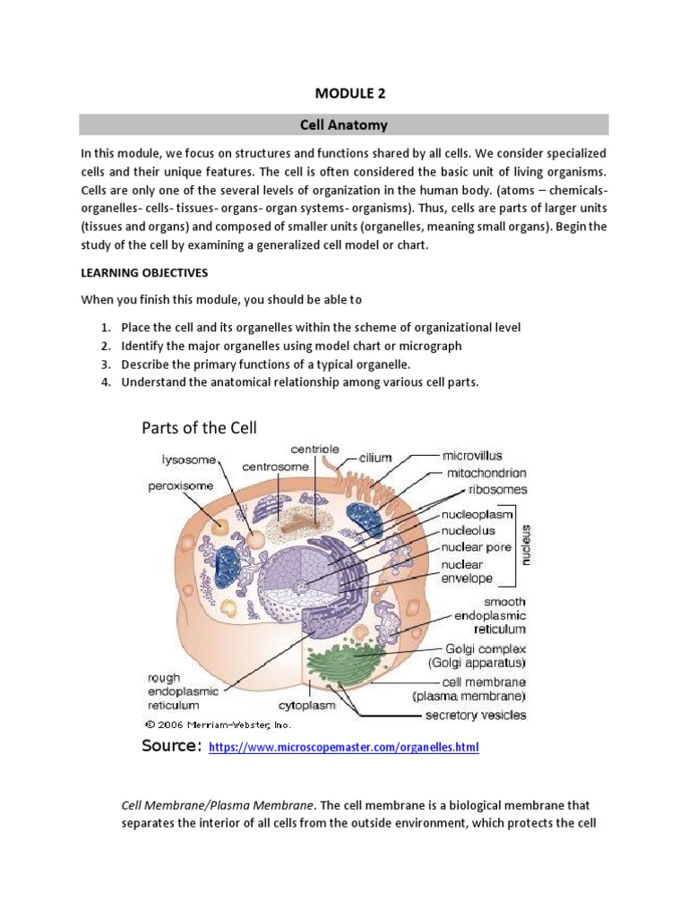 Module 2 Cell Anatomy | PDF | Cell (Biology) | Cell Membrane