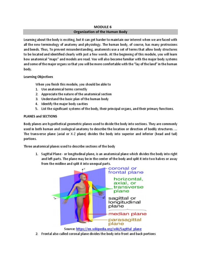 Module 6 - Organization of The Human Body | PDF | Morphology (Biology ...