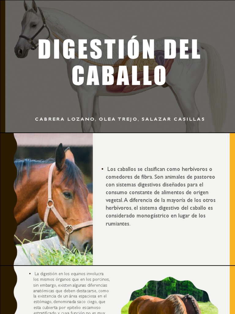 Digestión Del Caballo | PDF | Digestión | Sistema digestivo humano