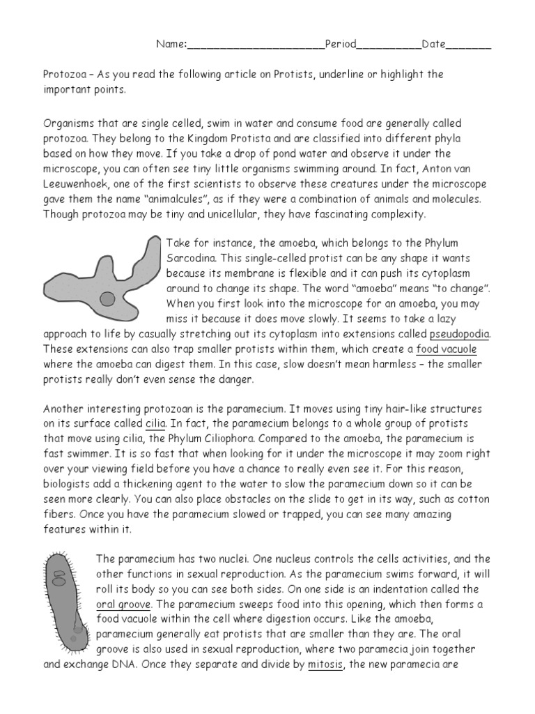 Protist Packet | PDF | Protozoa | Eukaryotes