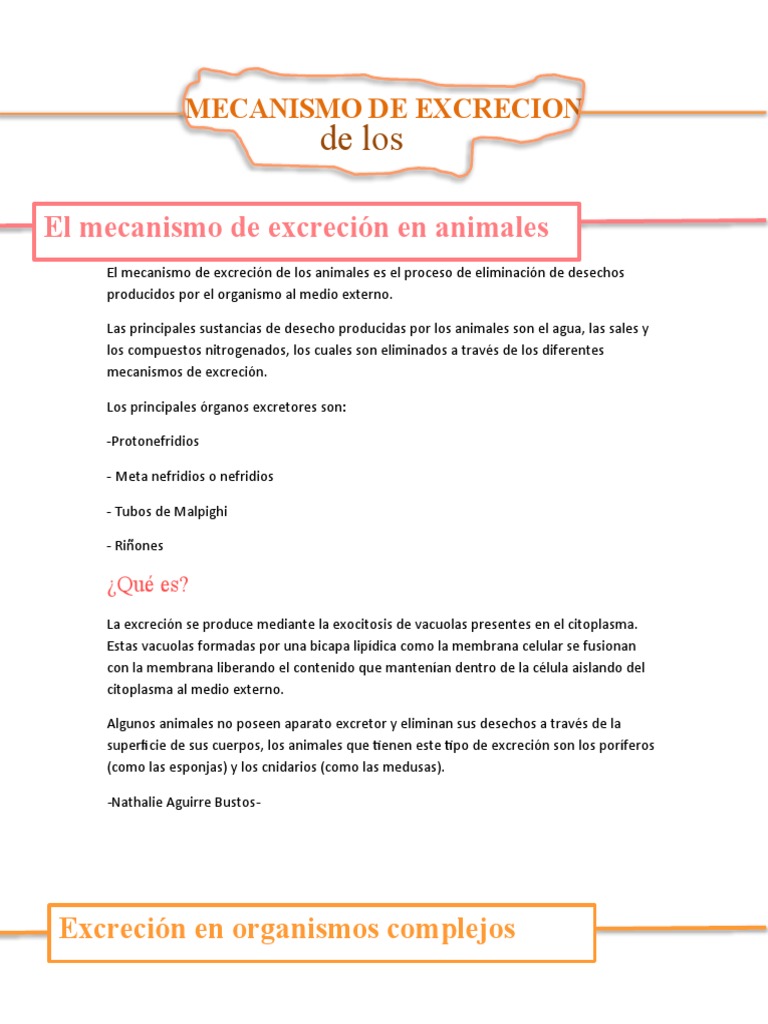 Mecanismos de Excreción en Animales | PDF | Excreción | Anatomia animal