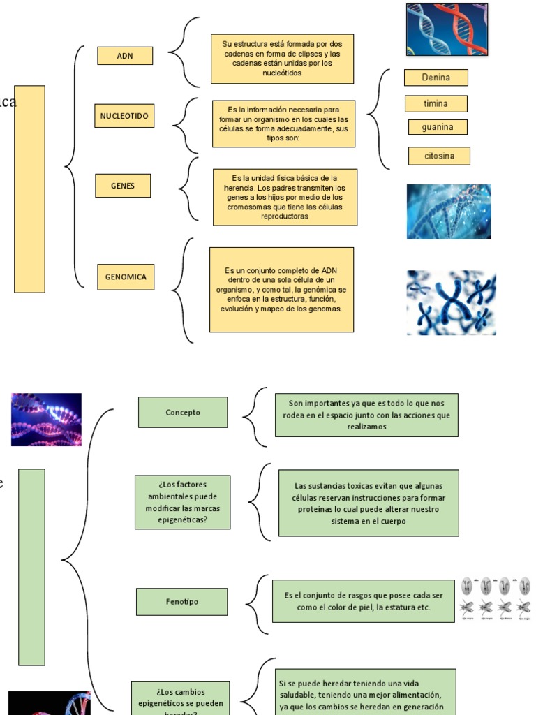 ADN Denina Timina Guanina Citosina: La Herencia Biológica | PDF