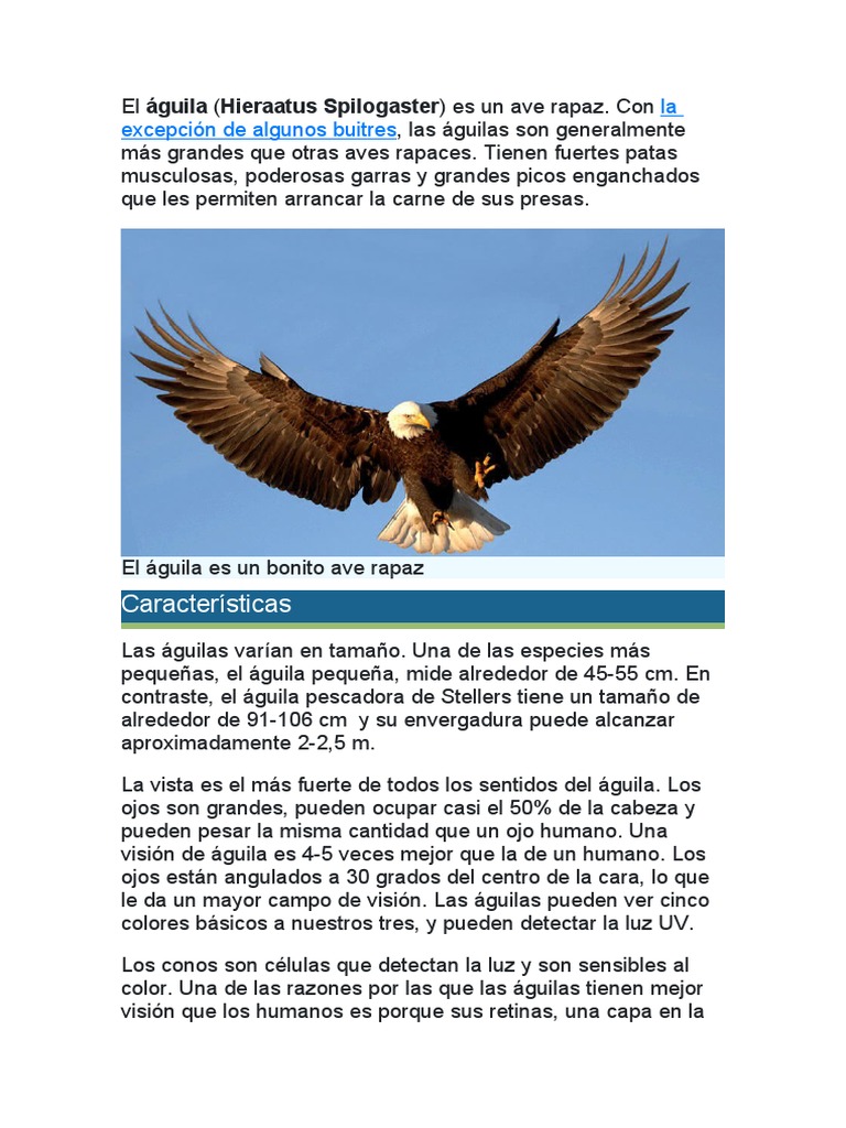 El AGUILA | PDF | Aves | Ojo