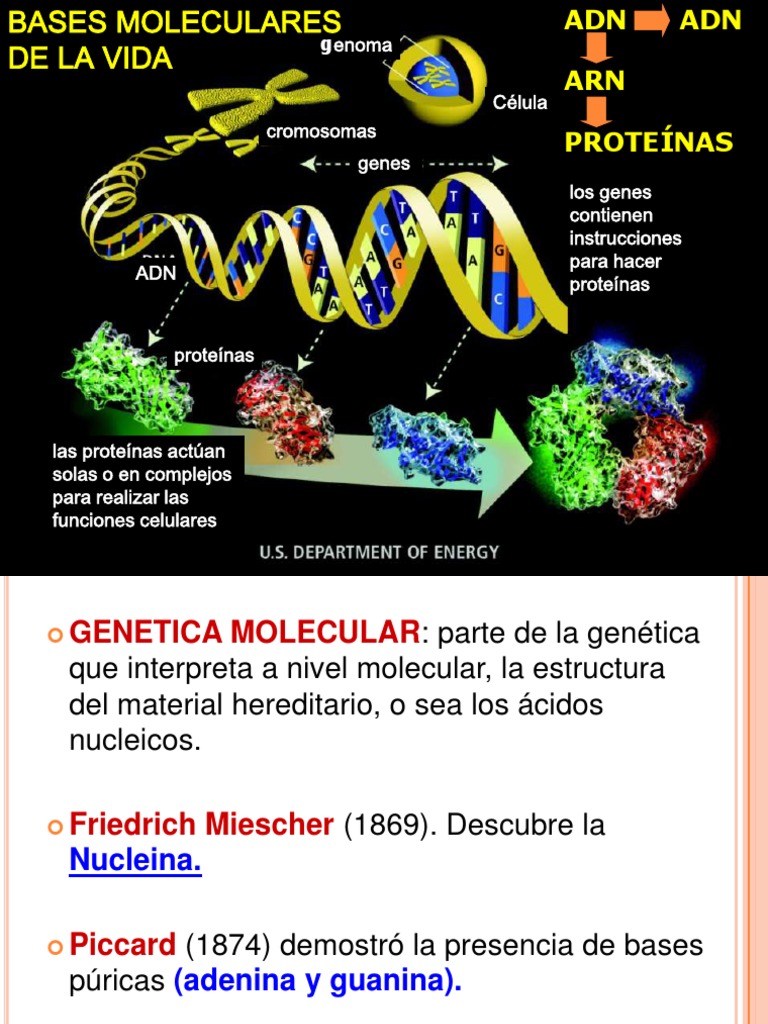 Bases Moleculares de La Vida | PDF | Adn | Rna