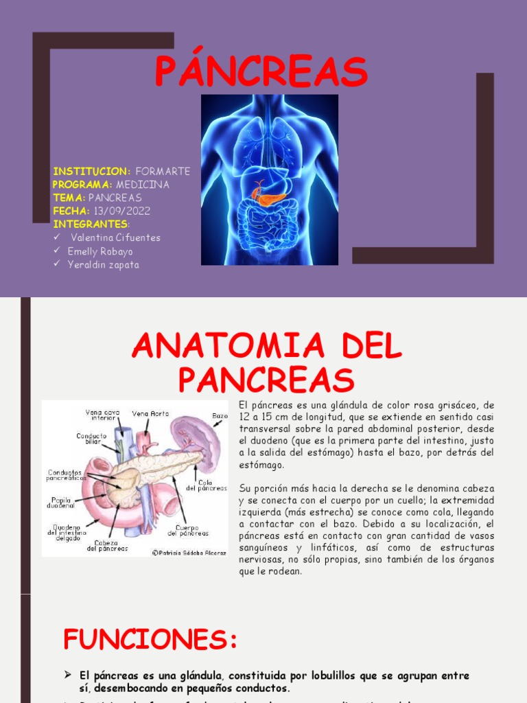 Anatomía y Funciones del Páncreas | PDF | Páncreas | Digestión