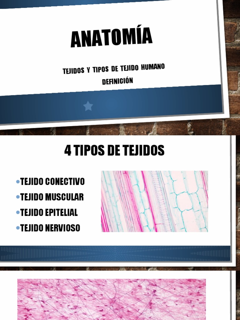 Anatomía Tejidos y Tipo de Tejidos Aranda Torres Jose Fernando | PDF
