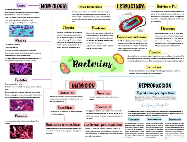 Esquema Bacteria | PDF | Las bacterias | Plásmido