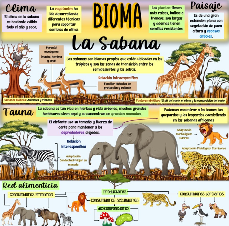 Características del bioma de la sabana | PDF | Sabana | Leopardo