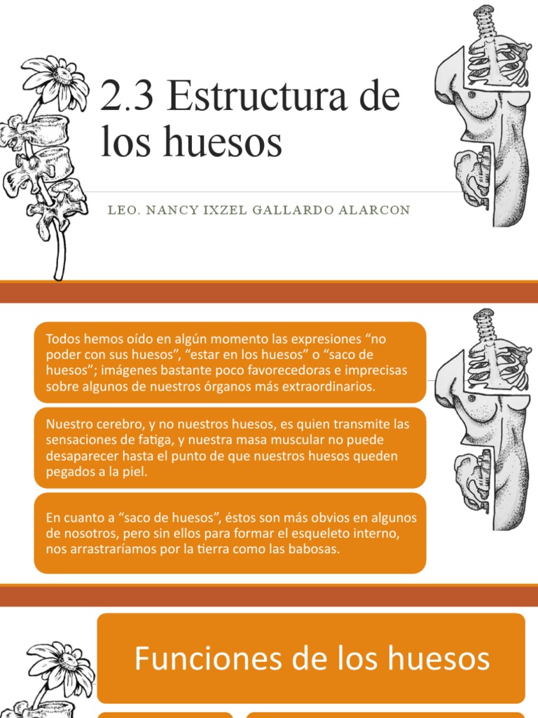 2.3 Estructura de Los Huesos | PDF | Hueso | Articulación
