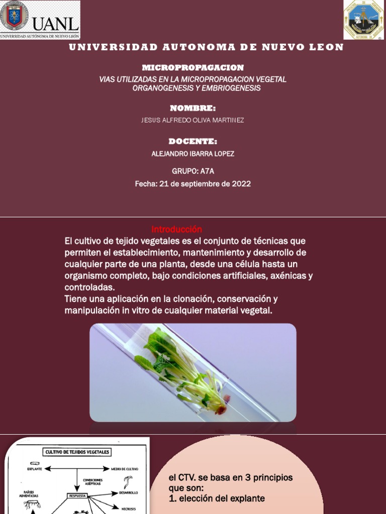 Embriogenesis Somatica | PDF | Organismos | Plantas