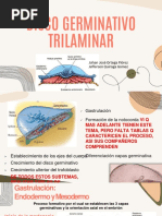 Neurulacion Embriologia | PDF | Anatomía | Biología del desarrollo
