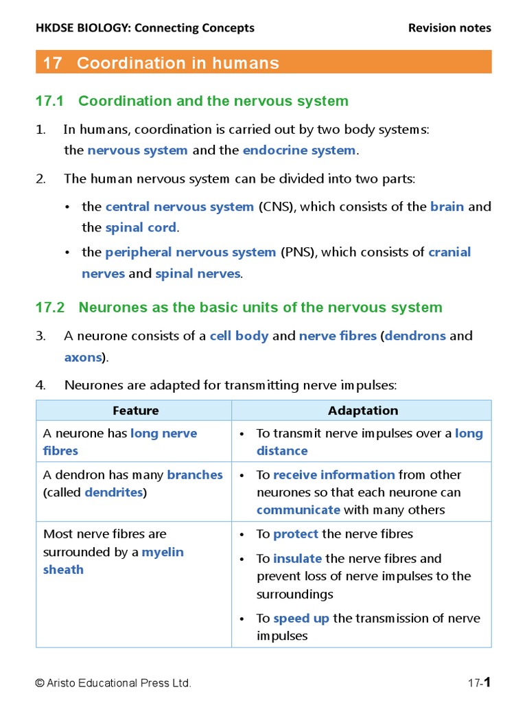 Biology Ch17 - Notes - e | PDF | Neuron | Nervous System