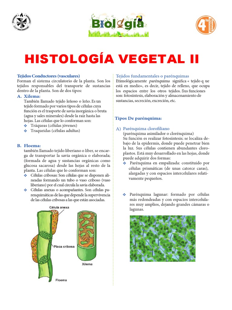 4°sec-Histologia Vegetal Ii | PDF | Plantas | Eucariotas