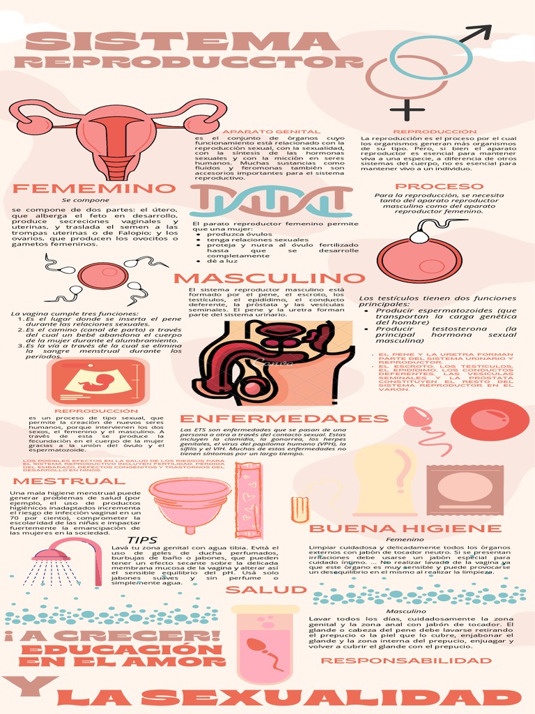 Infografia Sistema Reproductor | PDF | Sistema reproductivo | La ...