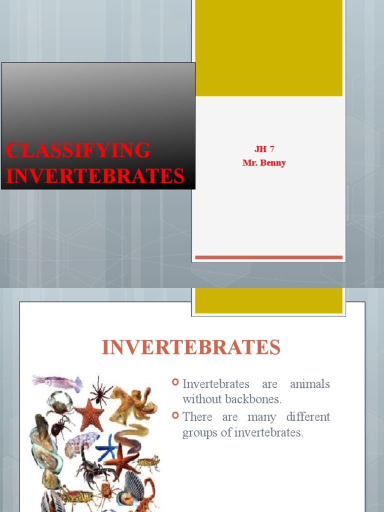 Classifying Invertebrates | PDF
