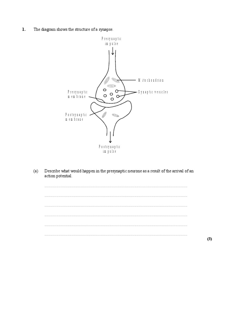 Synaptic Transmission and Action Potentials | PDF | Action Potential | Neuron