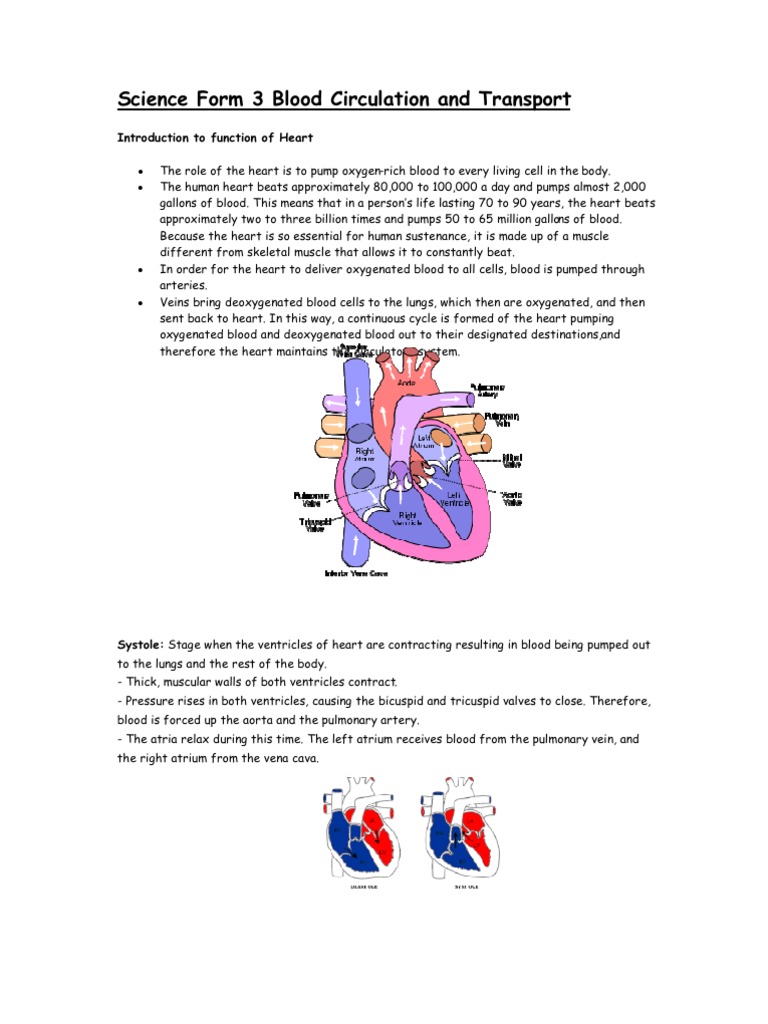 Science Form 3 Blood Circulation and Transport | PDF | Circulatory System | Vein