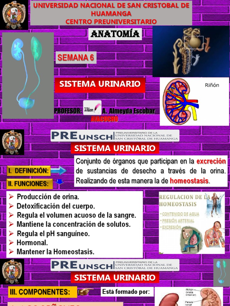 Sistema Urinario | PDF | Riñón | Sistema urinario
