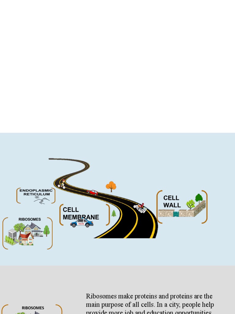 Animal Cell City . | PDF