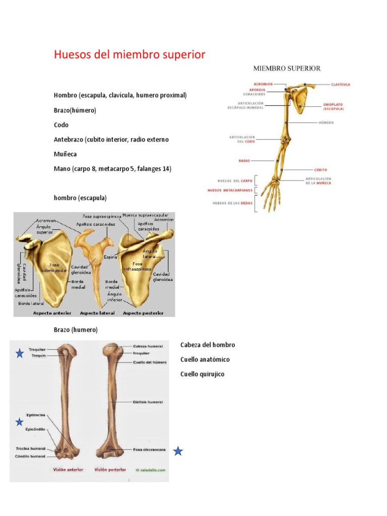 Huesos Del Miembro Superior e Inferior | PDF