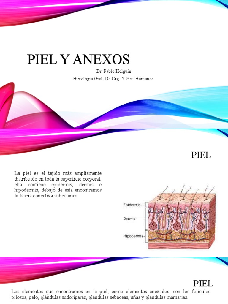 Piel y Anexos Histo | PDF | Piel | Epidermis