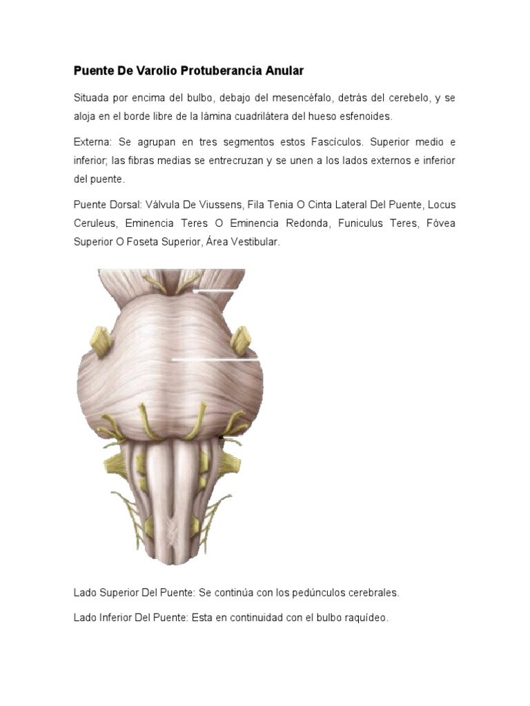 Estructura y Funciones del Puente de Varolio | PDF | Órgano (anatomía ...