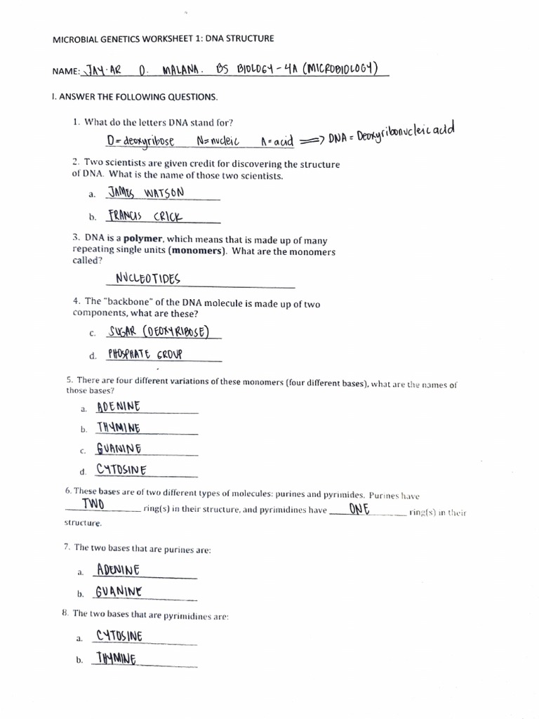 Worksheet # 1 DNA Structure - Malana, Jay-Ar D. | PDF | Dna | Biology