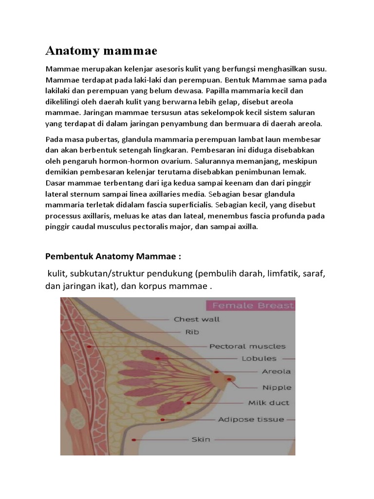 Anatomy Mamma | PDF