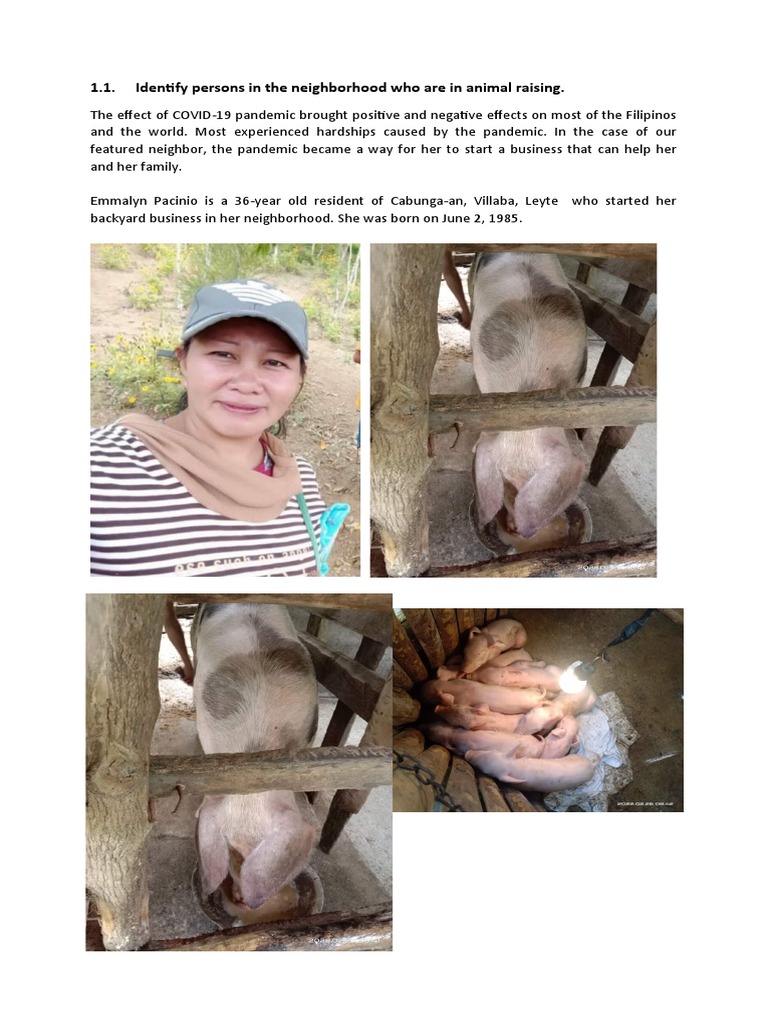 Pig Survey | PDF | Pig | Pork