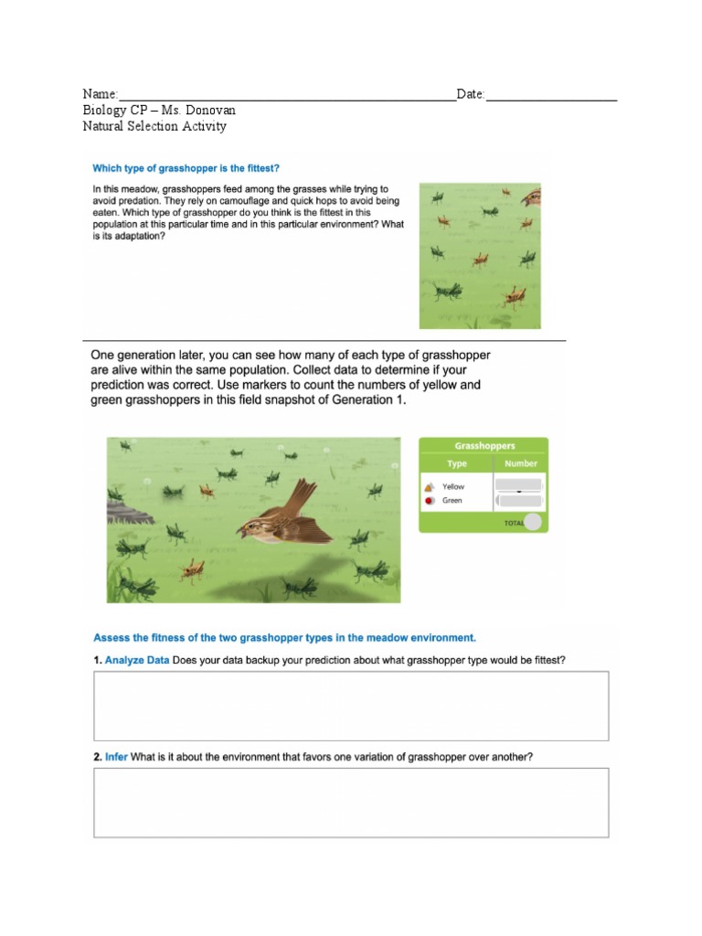 Natural Selection Activity | PDF