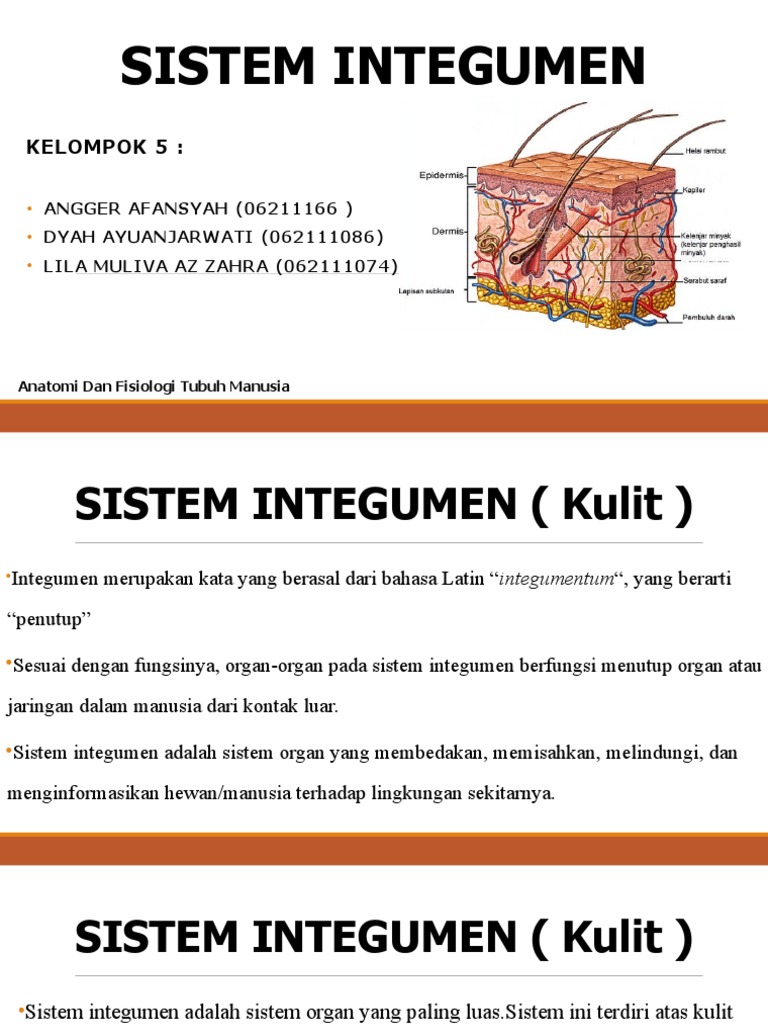 Fungsi dan Struktur Sistem Integumen | PDF