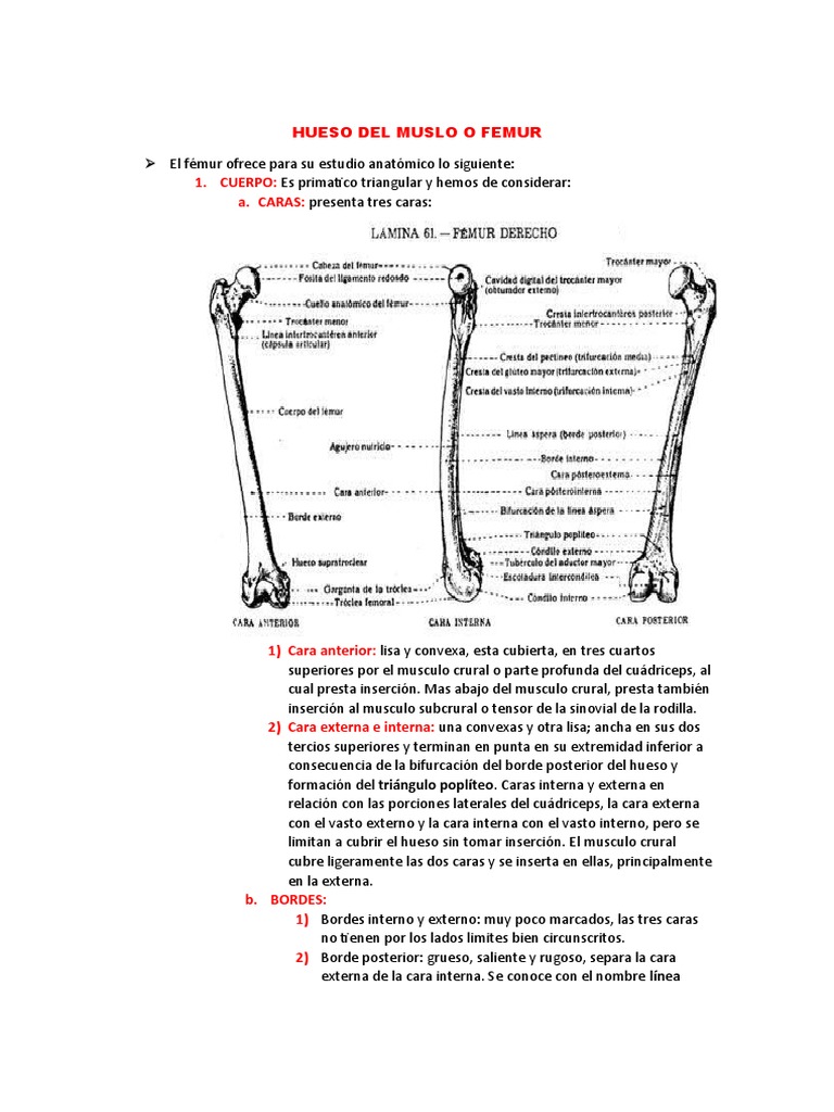 Anatomía del Fémur: Caras y Bordes | PDF | Sistema musculoesquelético ...