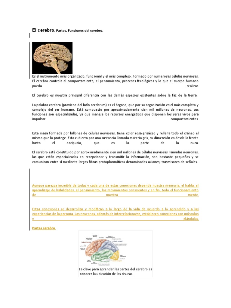 El Cerebro Pdf Cerebro Hemisferio Cerebral