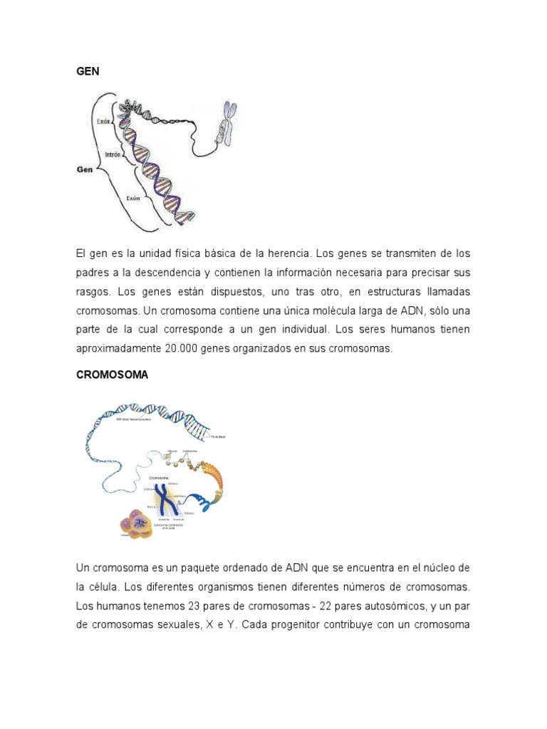 Qué Es Un Gen | PDF | Dominancia (Genética) | Alelo