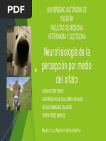 Reflejo de Flehmen en Animales | PDF | Biología
