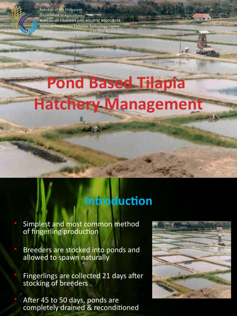 Pond-Based Tilapia Hatchery Guide | PDF | Soil | Agriculture