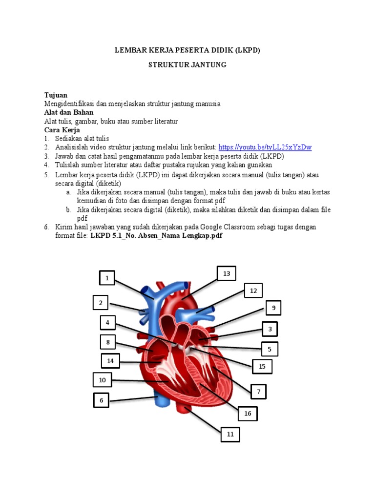 LKPD Struktur Jantung | PDF