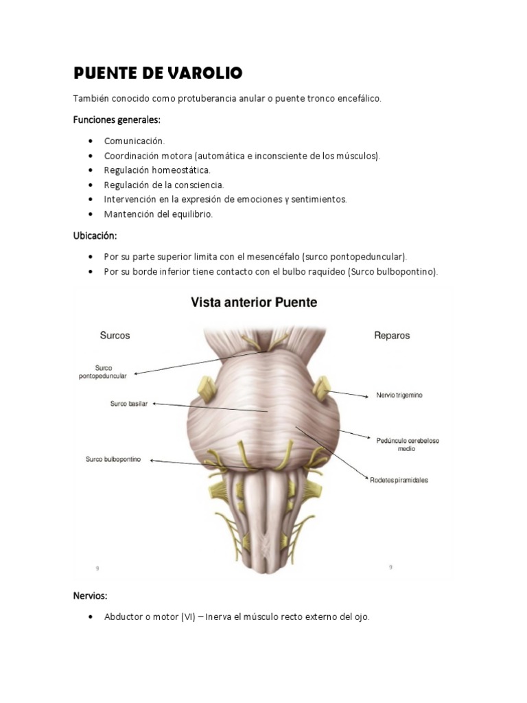Puente de Varolio | PDF | Neuroanatomía | Tronco encefálico