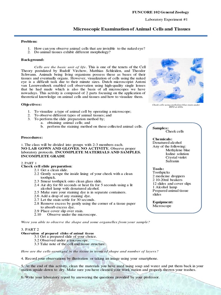 Lab Activity 1 Microscopy and Histologic Examination | PDF | Staining ...