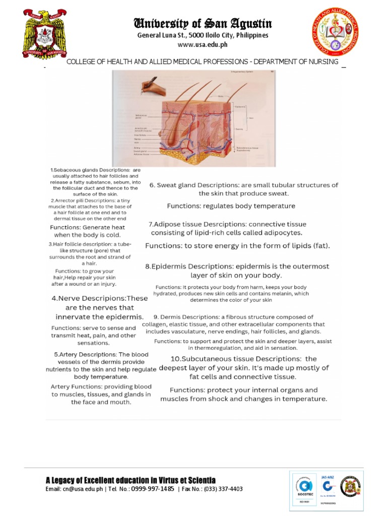 Assignment 5 Integumentary System | PDF