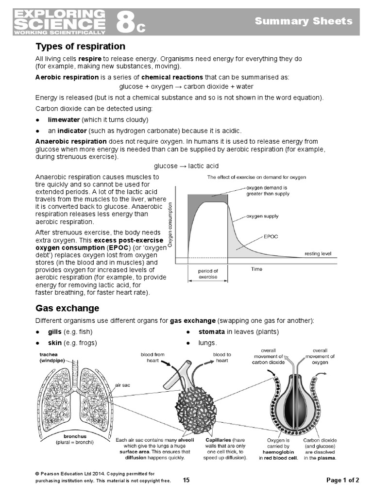 8c Summary Sheets | PDF | Breathing | Lung