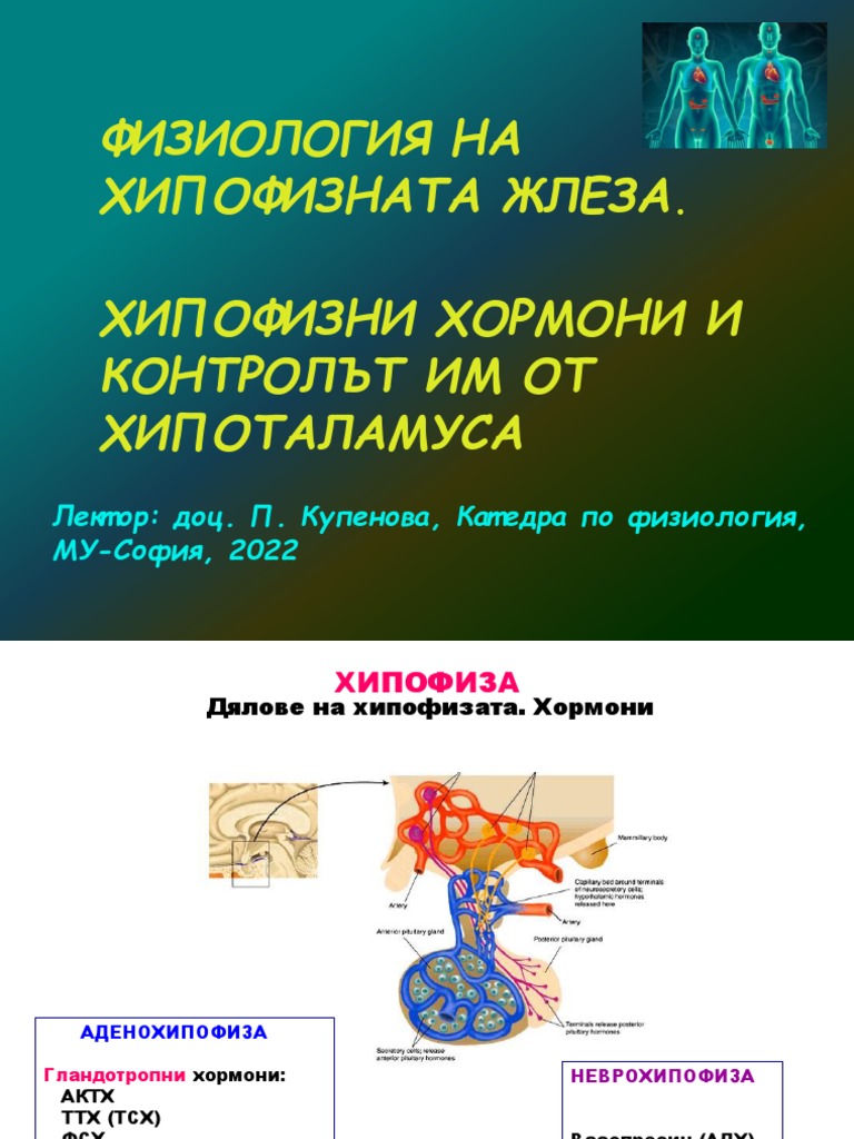 Хипофиза.Хипофизни хормони и контролът им от хипоталамуса | PDF