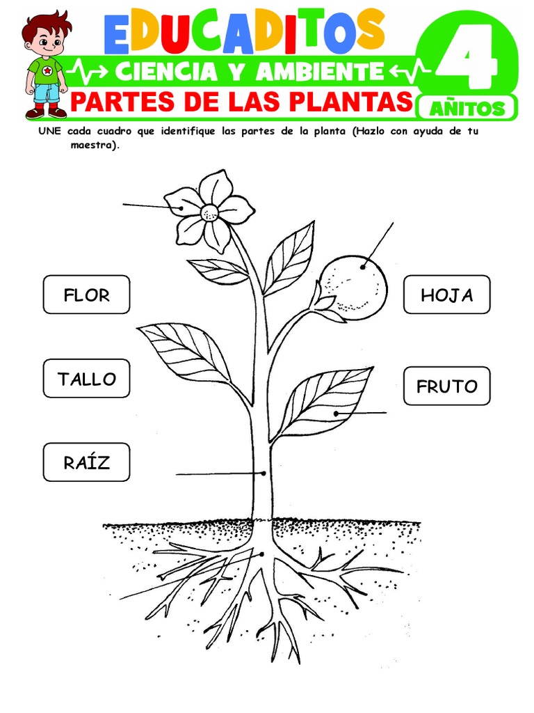 Partes de la Planta para Colorear | PDF